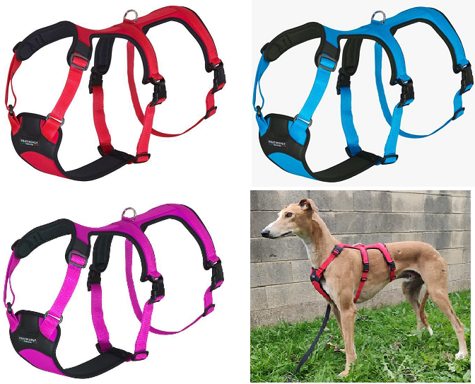 Galgo Leku, adopción y rescate de galgos